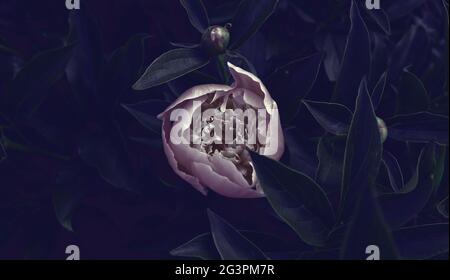 Flower cover or header with vintage bouquets. Pink peonies, white roses ...