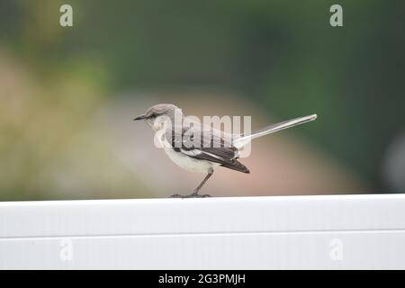 Northern mockingbird flight song Stock Photo - Alamy
