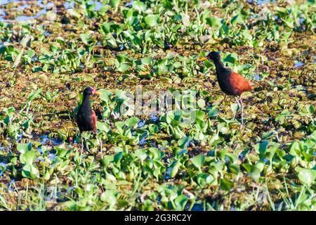 Jacana bird in Esteros del Ibera, Argentina Stock Photo - Alamy