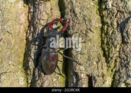Kite stag beetle on the trunk of an oak tree in spring. France, Europe ...