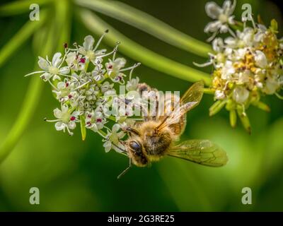Honeybee, honey bee aka Apis Mellifera, pollinating Hemlock flowers ...