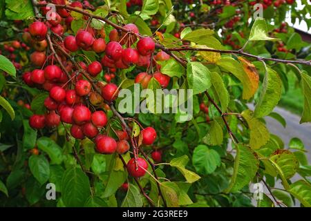 Crabapple, european wildapple, crab apples Stock Photo - Alamy