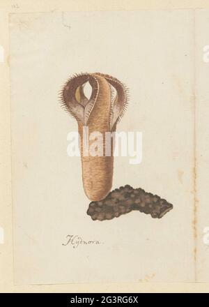 . HYDNORA AFRICANA Stock Photo - Alamy
