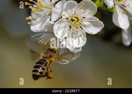 Bee pollinates apple tree in spring Stock Photo - Alamy