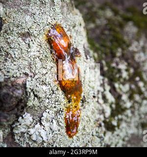 Wood resin coming out of wood. Tree sap coming out of a pine tree ...