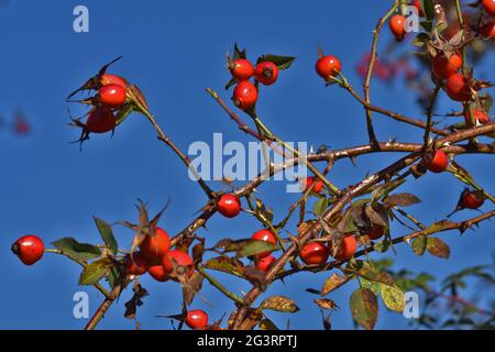 Corymb rose, dog rose, roseship, dogrose Stock Photo - Alamy