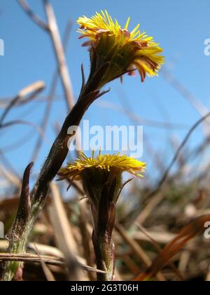 Coltsfoot (Tussilago farfara), Austria, Europe Stock Photo - Alamy