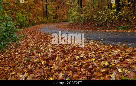 Risk of accident; danger of slipping on wet roads covered with autumn ...