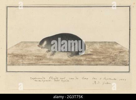 Cape golden mole, Chrysochloris asiatica, and European hedgehog ...