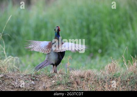 Japanese Green Pheasant (Phasianus versicolor) male in Japan Stock ...