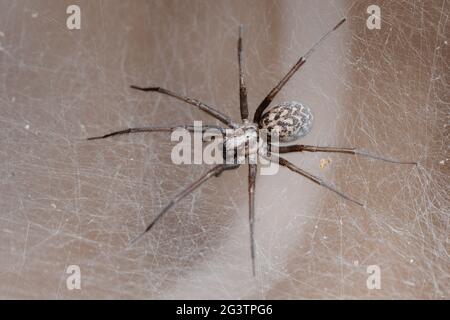 spider in the Liocranidae family on web Stock Photo - Alamy