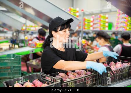 Young woman holding mango during checking quality and sorting mango at ...