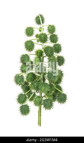 growing red castor bean fruits on the plant in the orchard Stock Photo ...