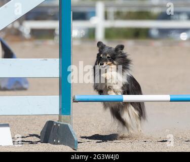 Shetland Sheepdog jumps over an agility hurdle Stock Photo - Alamy