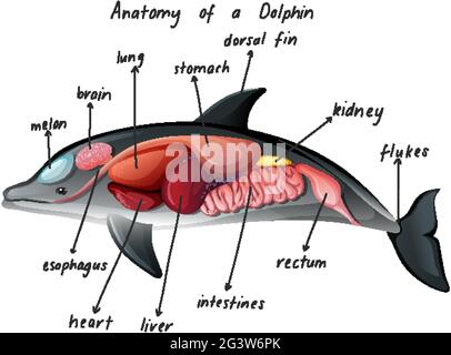 dorsal,heart,brain,lung,liver,spinal,cardiology,mind,trachea,digestive ...