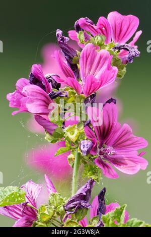tea with wild mallow Stock Photo - Alamy