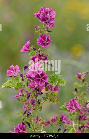 Wilde Malve, purple malva sylvestris, a medicinal plant Stock Photo - Alamy
