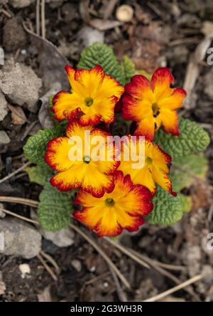 Orange and yellow English Primrose - Latin name - Primula Polyanthus ...
