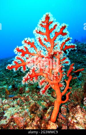 sea fan or gorgonian coral, Iciligorgia sp., Ambon, Maluku, Indonesia ...