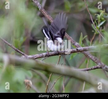 Selective focus shot of a cute chubby otter captured in the lake Stock ...
