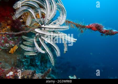 Crenoid or sea lilly on coral reef Stock Photo - Alamy
