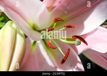 Lily flower macro view. Colorful background wallpaper Stock Photo - Alamy
