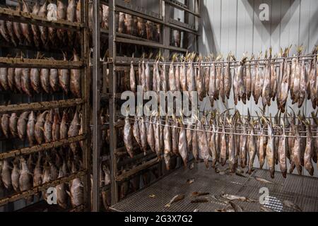 Smoked fish production concept Stock Photo - Alamy