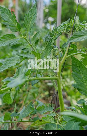 weeding the seedlings of tomato in his greenhouse Stock Photo - Alamy