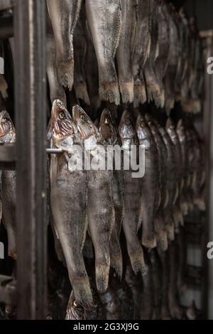 Smoked fish production concept: smoking sea bass fish in smokehouse box ...
