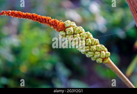 Seashore palm fruits (Allagoptera arenaria), Rio de Janeiro Stock Photo ...
