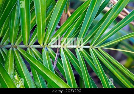 Seashore palm leaf (Allagoptera arenaria), Rio de Janeiro Stock Photo ...