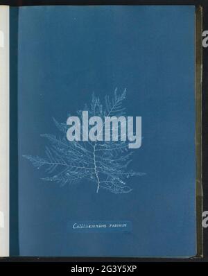 Calithamnion roseum.; Calithamnion roseum Stock Photo - Alamy