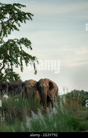 Wild elephants in beautiful background Stock Photo - Alamy