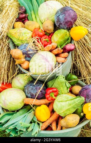 Basket and bucket with harvest of vegetables on farm field Stock Photo ...