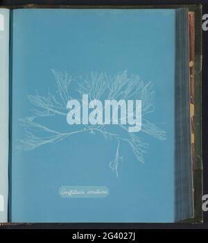 Griffithsia Corallina; Seaweed Stock Photo - Alamy