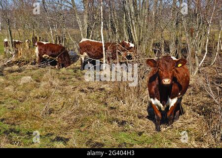 Pinzgau cattle in Pfrunger Ried, Upper Swabia, southern Germany Stock ...
