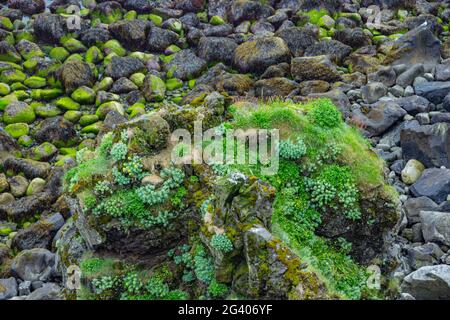 Hike from Arnarstapi to the Stone Bridge in the south of Iceland Stock ...