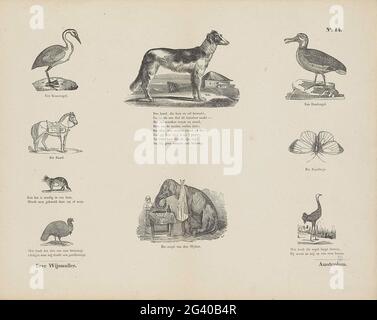Ostrich; Different bird species Stock Photo - Alamy