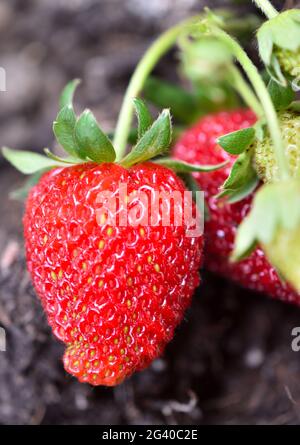 Strawberry with stem (Fragaria x ananassa) Everbearing - whole - fresh ...