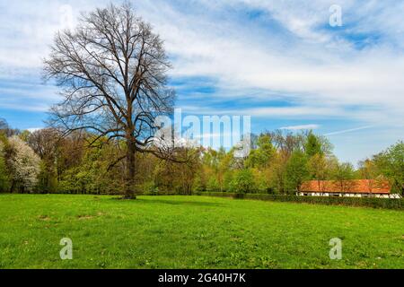 Early spring in the forest. Forest meadow field landscape. Early spring ...