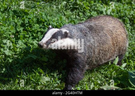 Close-up shot of an European Badger (meles meles Stock Photo - Alamy