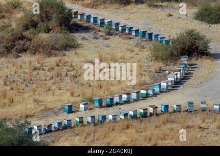 lines of beehives in Cyprus on July Stock Photo - Alamy