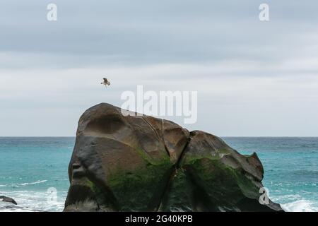 Seagull flying over the seashore Stock Photo - Alamy
