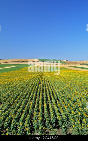 FARMING SUNFLOWER FIELD ANDALUCIA SPAIN WITH AN OLIVE GROVE ON THE HILL ...