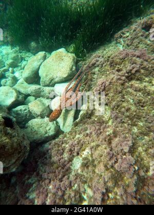 Octopus verrilli palliata Stock Photo - Alamy