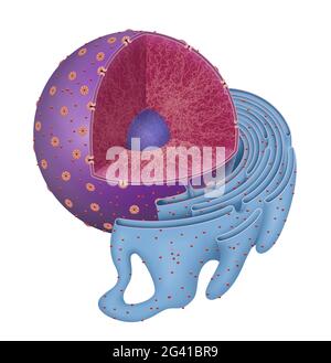 Nucleus and endoplasmic reticulum Stock Photo - Alamy