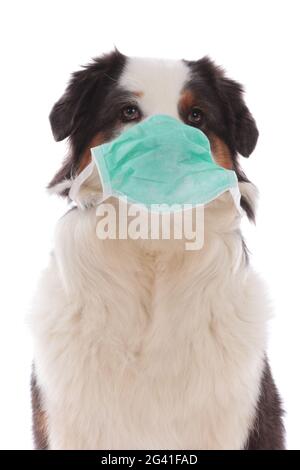 Portrait of Australian Shepherd dog isolated over gradient background ...