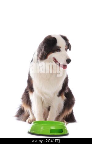 Hungry dog sits in front of a sandwich. Cute staffordshire terrier ...