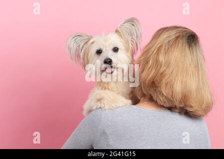 Cute dogs looks over the shoulder in front of pink background Stock ...