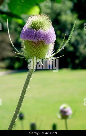 Teasel in flower Stock Photo - Alamy